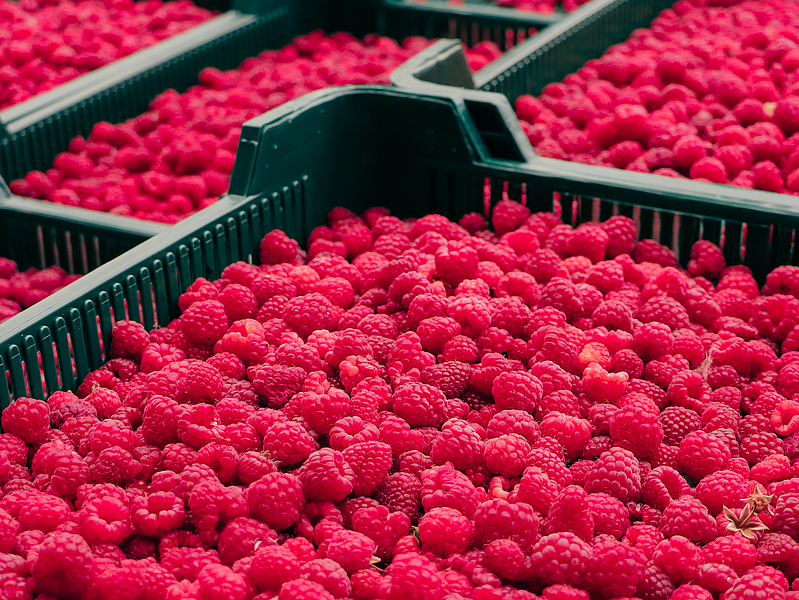 Ukraine – Organic Frozen Berries für Europa